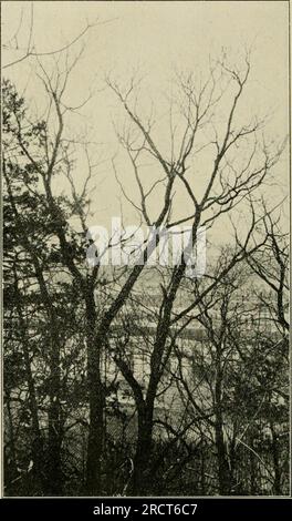 Ökonomische Botanik von Alabama (1913-1928) Ökonomische Botanik von ...