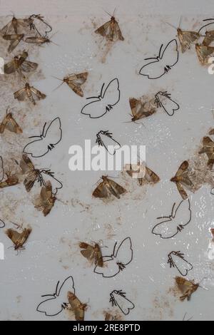 Die indische Mehlmotte, Weevil Motte, Pantry Motte, Mehl- oder ...