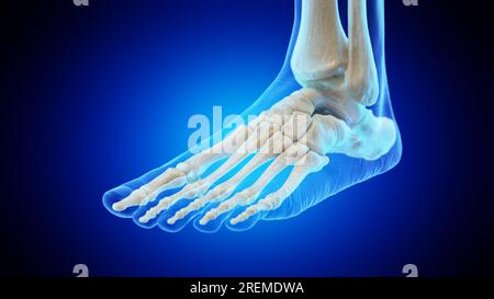 Skelettanatomie des Fusses, Illustration Stockfotografie - Alamy