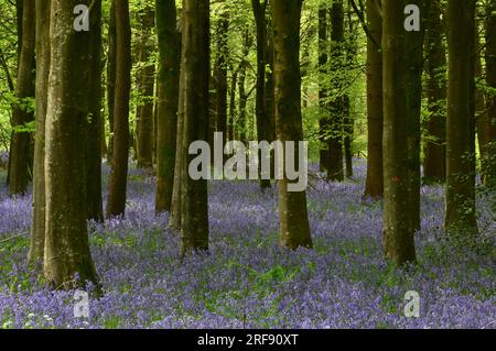 Bluebells in Buche Plantage, Delcombe Wood, Dorset, Großbritannien ...