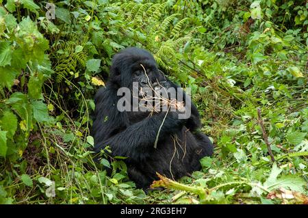 Berggorilla (Gorilla beringei), die Wurzeln im Virunga NP, Ruanda ...