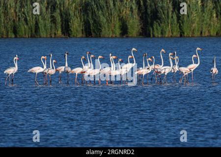 (230811) -- HULA-TAL, 11. August 2023 (Xinhua) -- Pelikane werden im ...