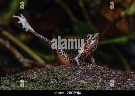 Ein tanzender Frosch, der seine Beine zeigt. KARNATAKA; INDIEN: DIESE ...