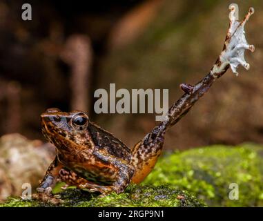 Ein tanzender Frosch, der seine Beine zeigt. KARNATAKA; INDIEN: DIESE ...