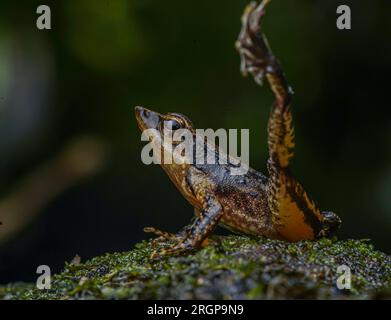 Ein tanzender Frosch, der seine Beine zeigt. KARNATAKA; INDIEN: DIESE ...