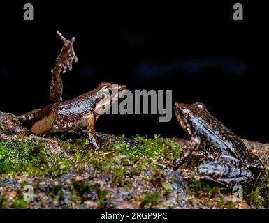 Ein tanzender Frosch, der seine Beine zeigt. KARNATAKA; INDIEN: DIESE ...