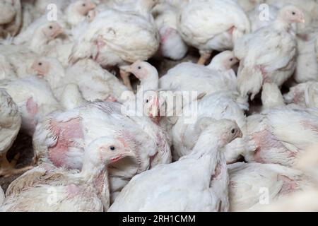 Geflügel im industriellen Maßstab anbauen Huhn, um Fleischprodukte zu ...