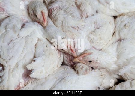 Geflügel im industriellen Maßstab anbauen Huhn, um Fleischprodukte zu ...