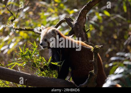 Zum Trinken taucht der rote Panda seine Pfote in eine Pfütze oder einen ...