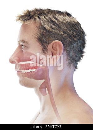 Abbildung der oberen Atemwege, Kehlkopf. Das hintere Ansicht mit der ...