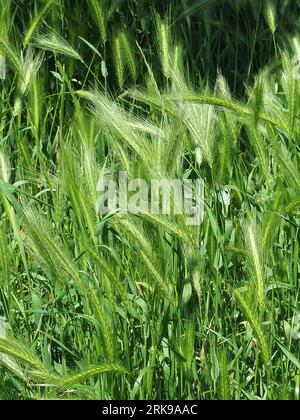 Mauergerste oder falsche Gerste, Mäuse-Gerste, Orge des Rats, Hordeum ...