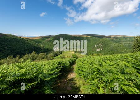 Blick vom Myrtleberry Cleave im Watersmeet Valley und Countisbury Hill ...
