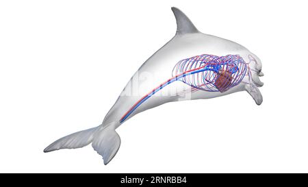 Das Herz-Kreislauf-System des Delfins, Illustration Stockfotografie - Alamy