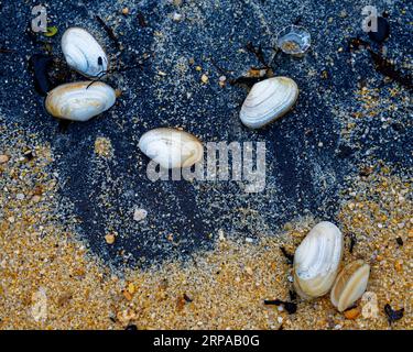 Muscheln am Strand der Rinde Bay, Abel Tasman Nationalpark, Neuseeland ...