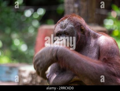 Treffen Sie den Orang-Utan (Pongo Pygmaeus) - ein fesselnder Primat ...