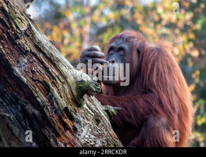 Treffen Sie den Orang-Utan (Pongo Pygmaeus) - ein fesselnder Primat ...