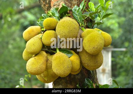 220513 -- DHAKA, 13. Mai 2022 -- Foto zeigt Jackfrüchte, die an einem Baum in Dhaka, Bangladesch ...