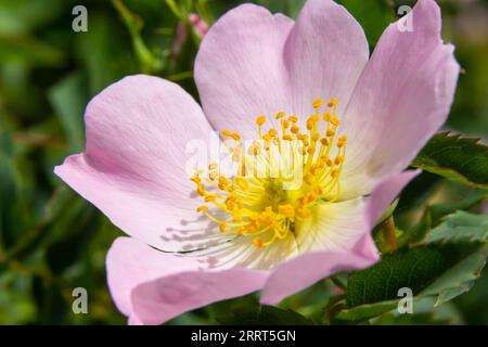 Hunderose Rosa canina hellrosa Blüten in Blüte auf Zweigen ...