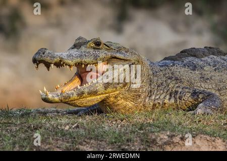 Schwarzer Kaiman, der sich mit offenem Mund abkühlt, Pantanal ...