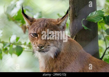 19. September 2023, Bayern, Nürnberg: Ein Eurasischer Luchs (Lynxlynx ...