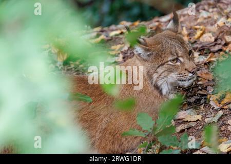 19. September 2023, Bayern, Nürnberg: Ein Eurasischer Luchs (Lynxlynx ...