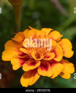 Lebendige Ringelblume aus nächster Nähe: Eine atemberaubende gelbe und ...