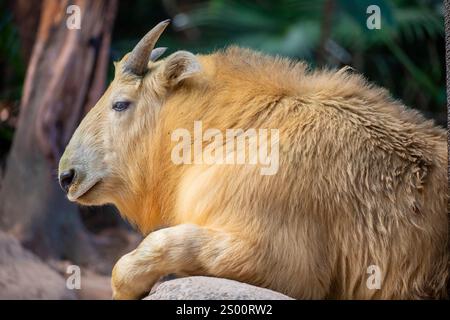 Das Nahaufnahme-Bild eines Goldenen Takins. Sie ist eine vom Aussterben ...