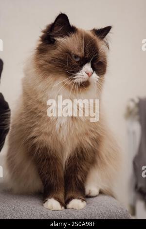 Die Neva Masquerade Katze mit auffälligen blauen Augen und flauschigem ...