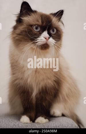 Die Neva Masquerade Katze mit auffälligen blauen Augen und flauschigem ...
