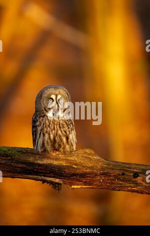 Tolle Titten auf einem Ast im Wald. Foto aufgenommen in Emilia Romagna ...