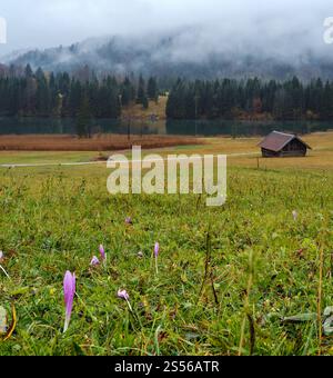 Blumen von Herbstkrokus (Colchicum autumnale) auf einer Wiese, unscharf ...