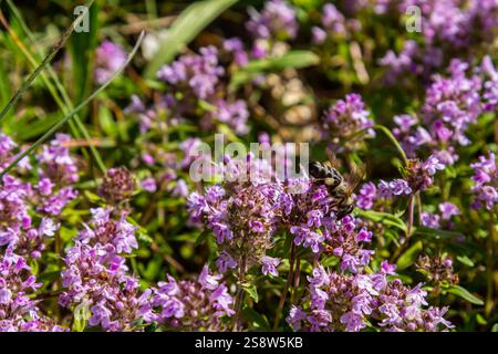 Blühender Duft Thymus serpyllum, Breckland Wildthymian, Kriechthymian ...