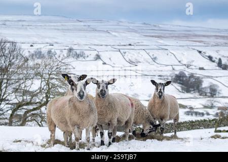 Bluefaced Leicester Schafe stießen auf einem schneebedeckten Feld in ...