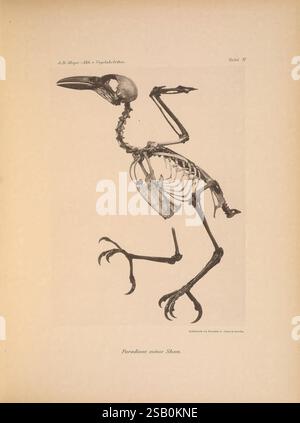 Abbildungen von Vogel-Skeletten, Berlin, 1879-1897, Vögel, Anatomie ...