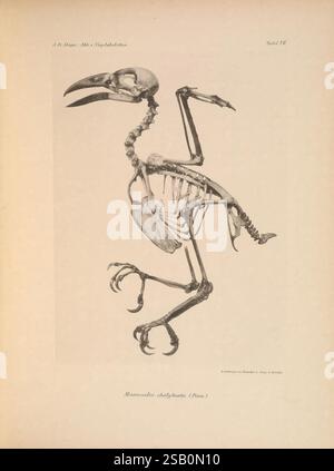 Abbildungen von Vogel-Skeletten, Berlin, 1879-1897, Vögel, Anatomie ...