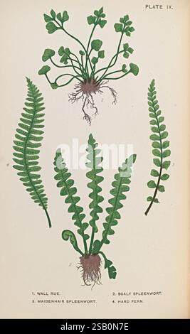 British Farns, London, Gibbings, 1903, filices, Großbritannien, Farne ...