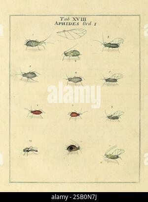 Exposition des insectes que se trouvent en Angleterre, Londres, B ...