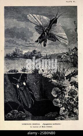 Living Lights, London, Sampson Low, Marston, 1887, Zoologie ...