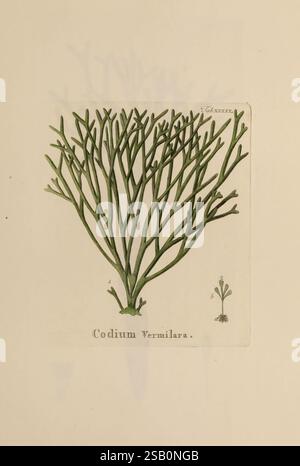 Hydrophytologiae Regni Neapolitani icones Neapoli ex Typographia ...