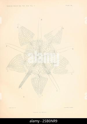 Phylogenie der Echini, Boston, die Gesellschaft, 1912, Paläontologie ...