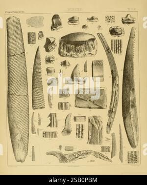 Eine Zusammenfassung der Klassifizierung der britischen Palæozoic ...