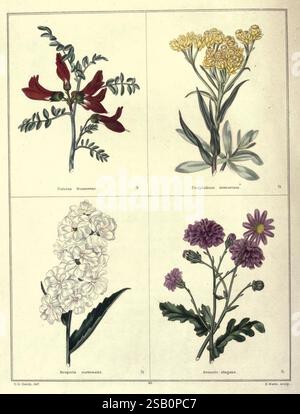 Botanic, Garden, London, Simpkin, &, Marshall, 1825, Botanik ...