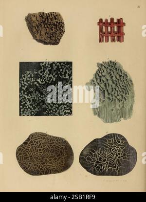 A Pictorial atlas of Fossil Remains, 1850, Paläontologie, Bildwerke ...