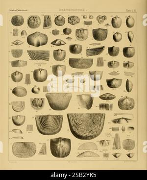 A Synopsis of the Classification of the British Palæozoic Rocks, London ...