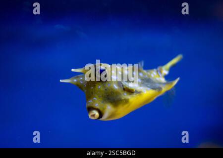 Ein lebendiger und farbenfroher Fisch mit einer ungewöhnlichen und ...