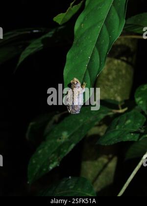 Rough Guardian Frog (Limnonectes finchi), ein Männchen trägt seine ...