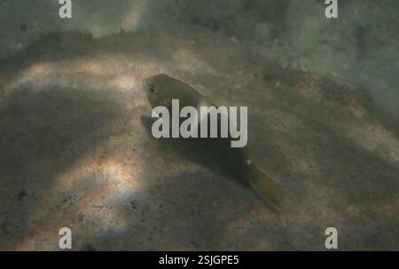 Twospot Demoiselle (Chrysiptera biocellata), Actinopterygii, Ko Phra ...