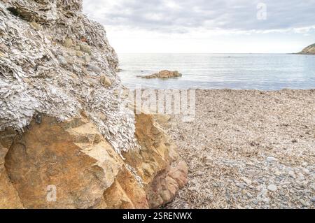 Seegrasschichten auf Felsen an der Kieselbucht von Plage de Stagnoli ...