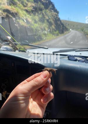 California Giant Stonefly (Pteronarcys californica), Insecta, Acme ...