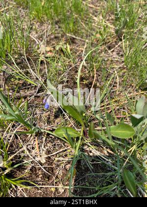 Bluebells (Mertensia), Plantae, Flaming Gorge National Recreation Area ...